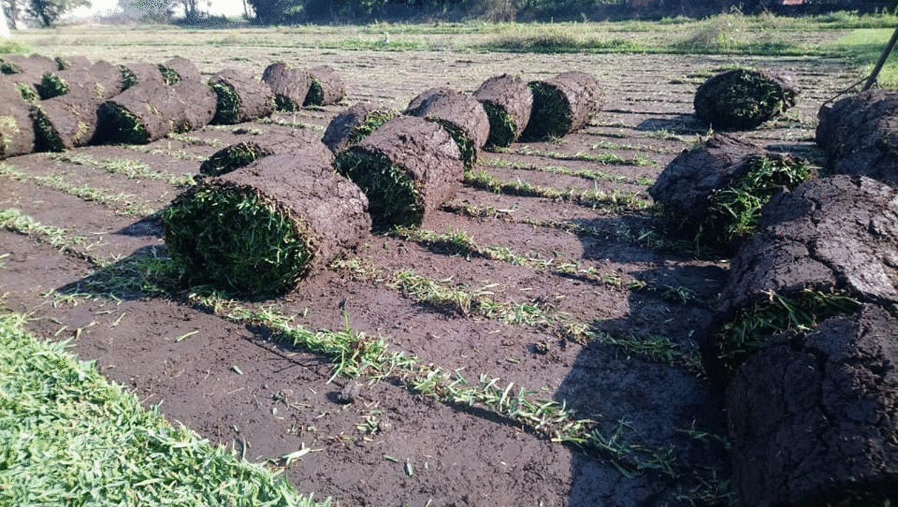 Mano a Mano - Venta de pasto en rollo natural Jonacatepec