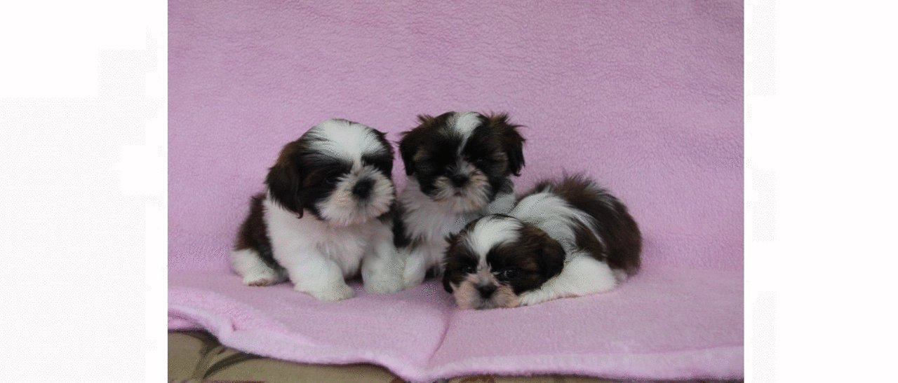Mano a Mano - Adorables cachorros Shih Tzu para adopción